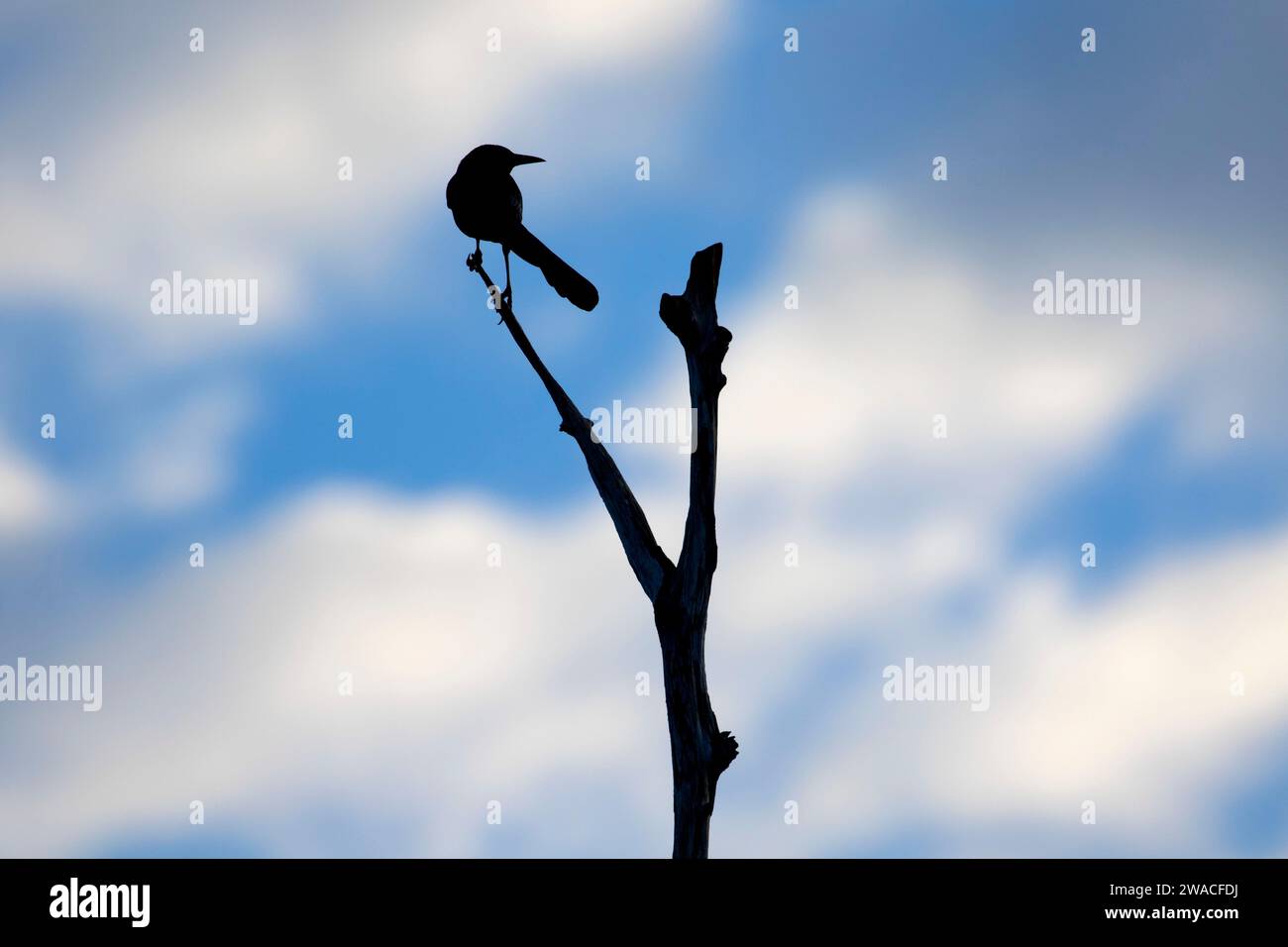 Grackle silhouette, Ritch Grissom Memorial Wetlands at Viera, Florida ...