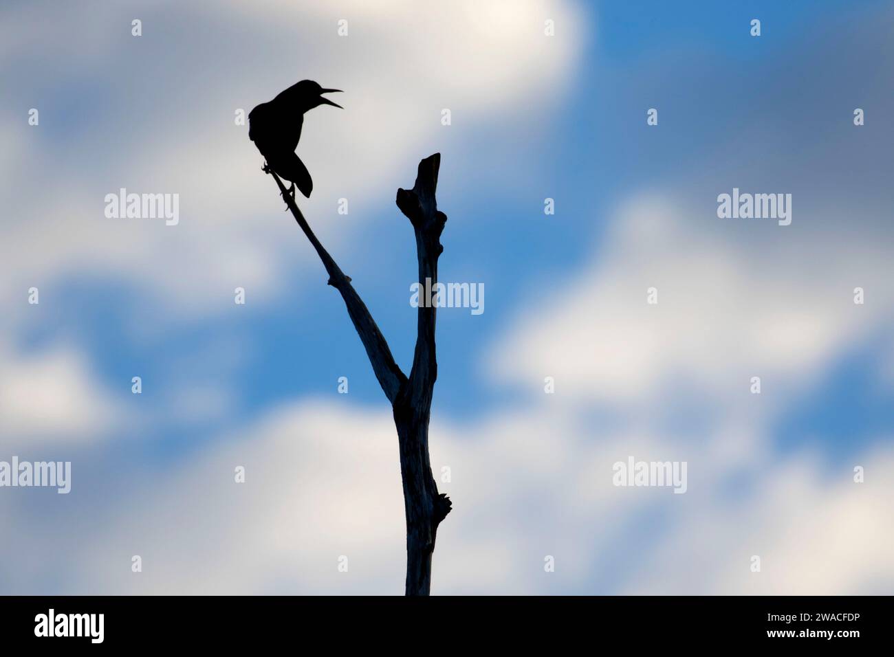 Grackle silhouette, Ritch Grissom Memorial Wetlands at Viera, Florida ...