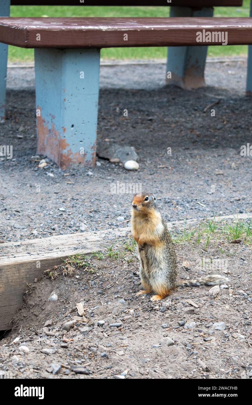 Adorable Ground Squirrel at Picnic Area, Banff National Park, Alberta ...