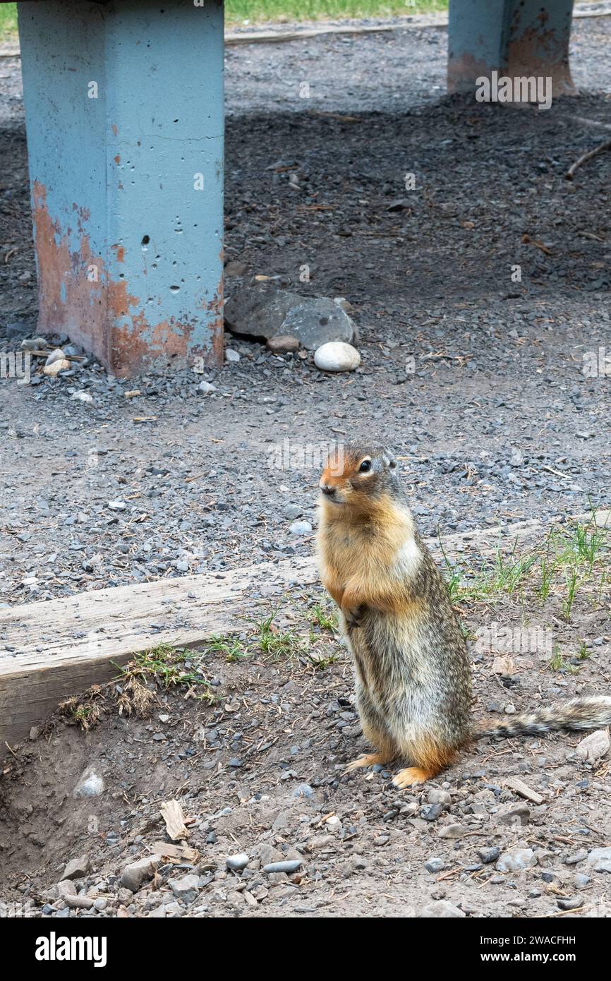 Adorable Ground Squirrel at Picnic Area, Banff National Park, Alberta ...