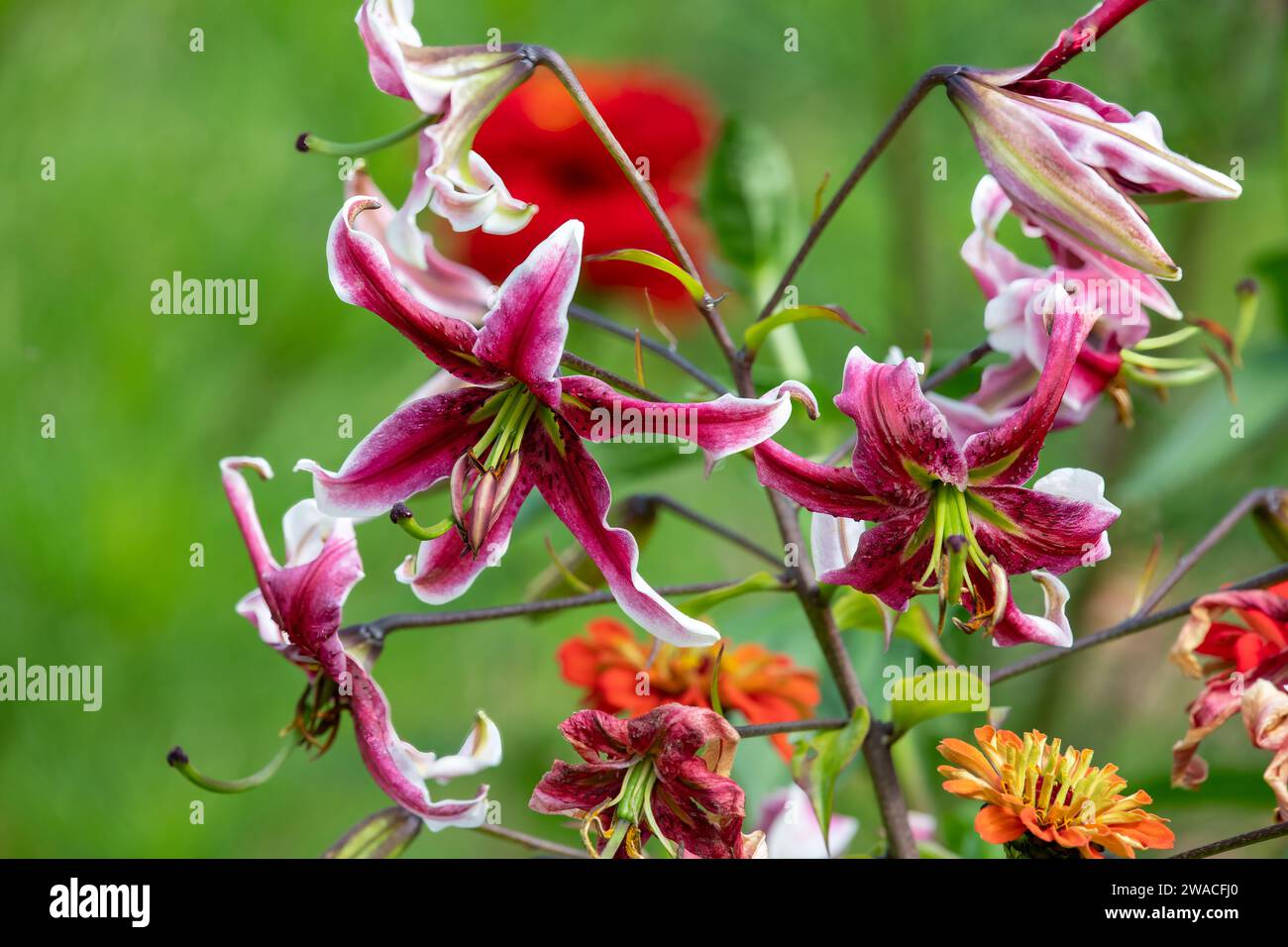 Close up of Japanese lilies (lilium speciosum) flowers in bloom Stock ...