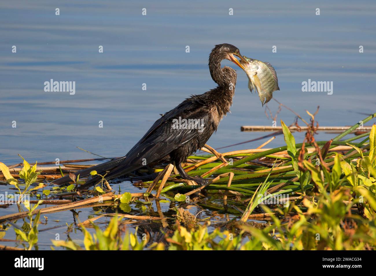 Anhinga (Anhinga anhinga), Ritch Grissom Memorial Wetlands at Viera ...