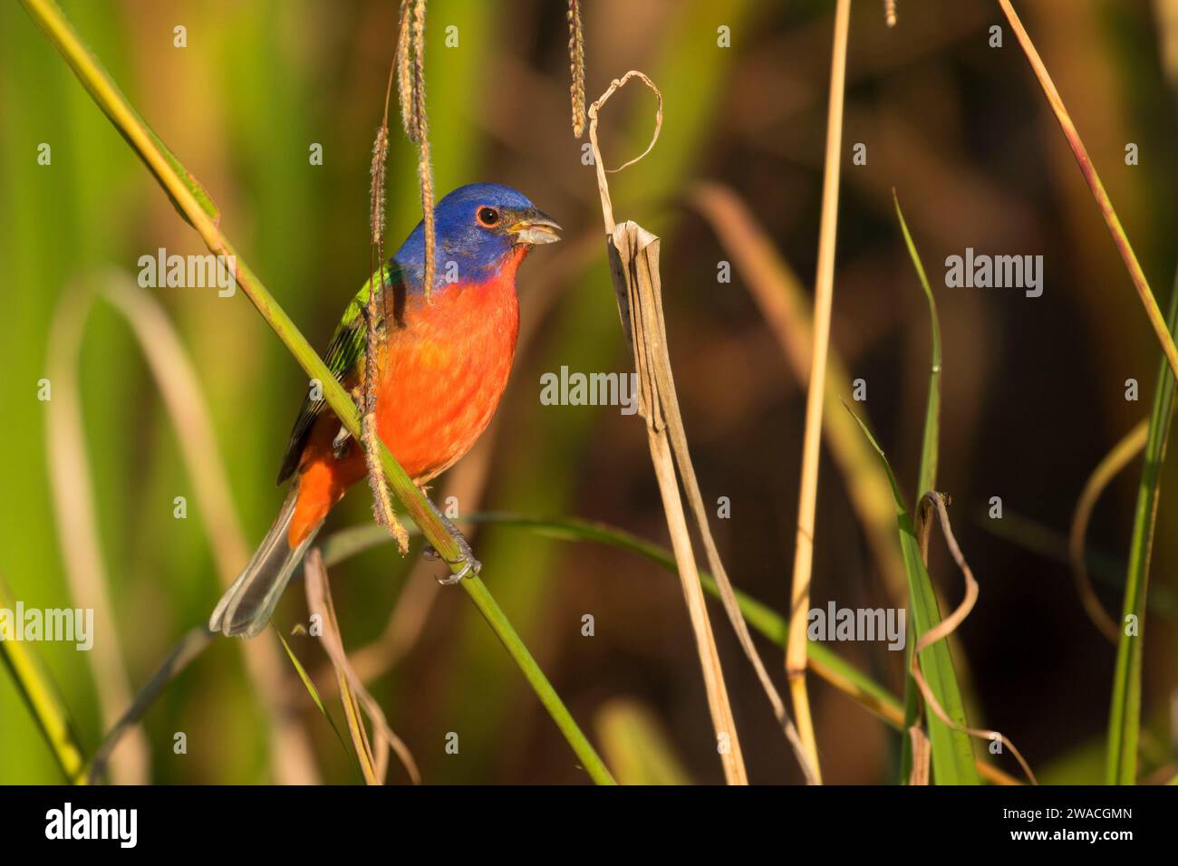 Painted bunting (Passerina ciris), Ritch Grissom Memorial Wetlands at ...