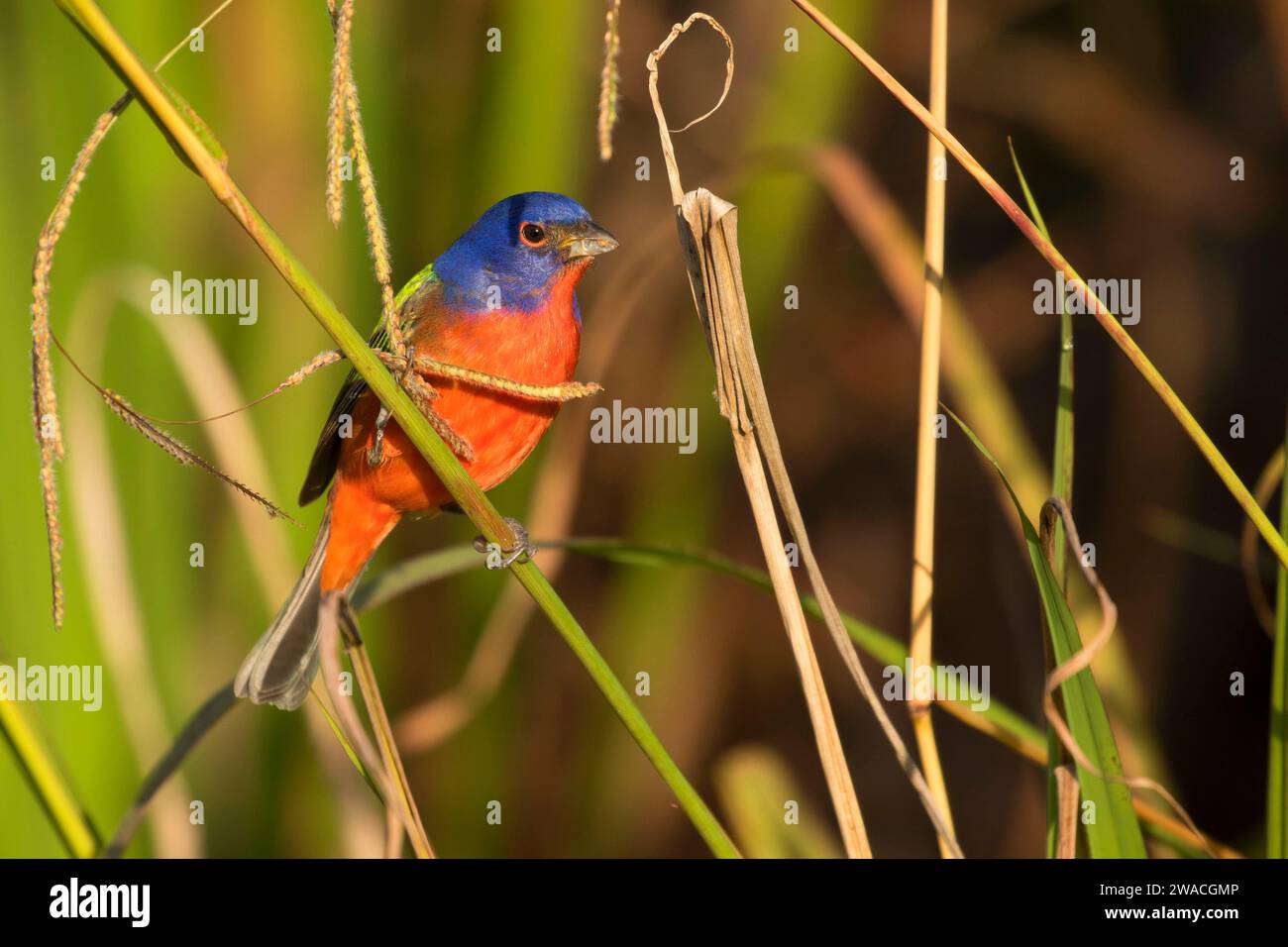 Painted bunting (Passerina ciris), Ritch Grissom Memorial Wetlands at ...
