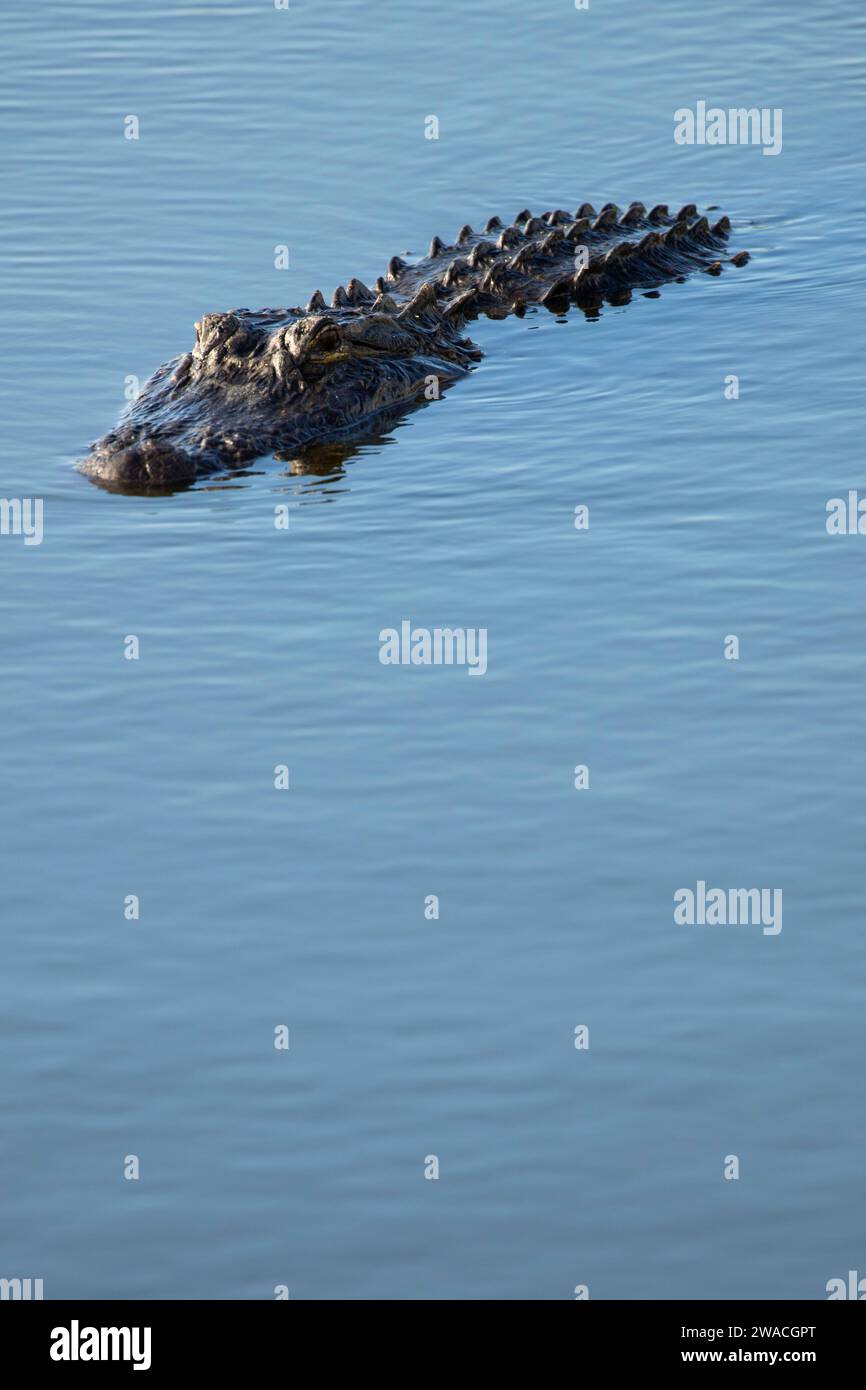 American alligator (Alligator mississippiensis), Ritch Grissom Memorial ...