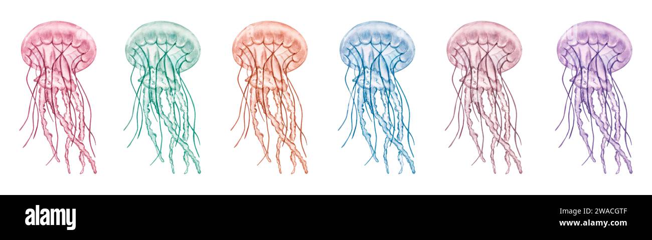 Colorful Jellyfish banner. Transparent purple medusa. Deep sea toxic ...