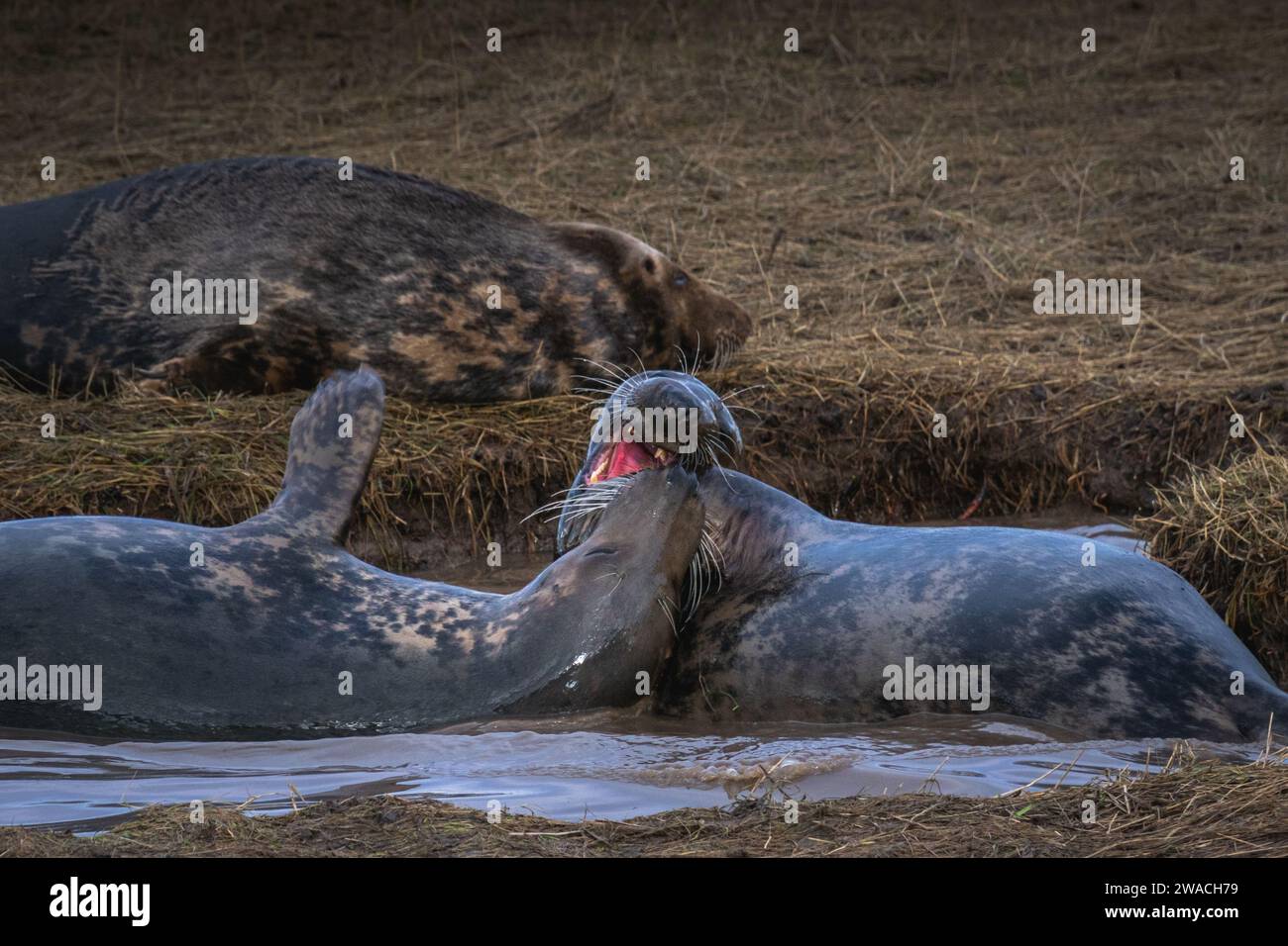 Yorkshire grey seals hi-res stock photography and images - Alamy