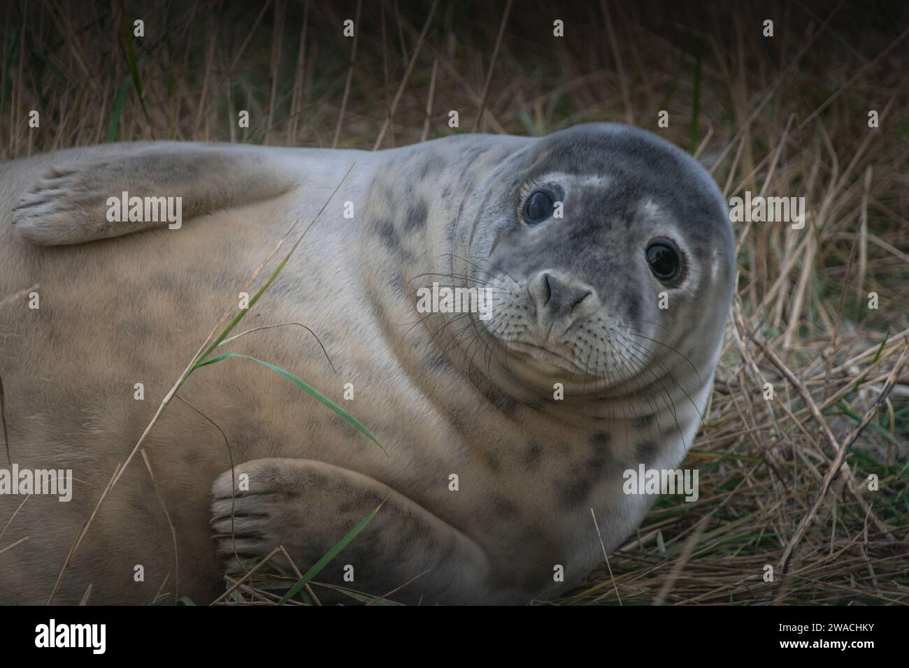 Young seal hi-res stock photography and images - Alamy
