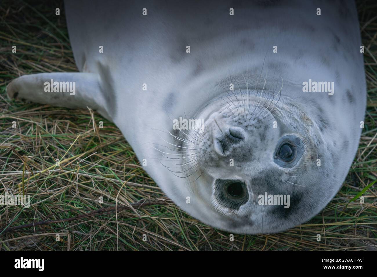 Cute young grey seal on british coast Stock Photo - Alamy