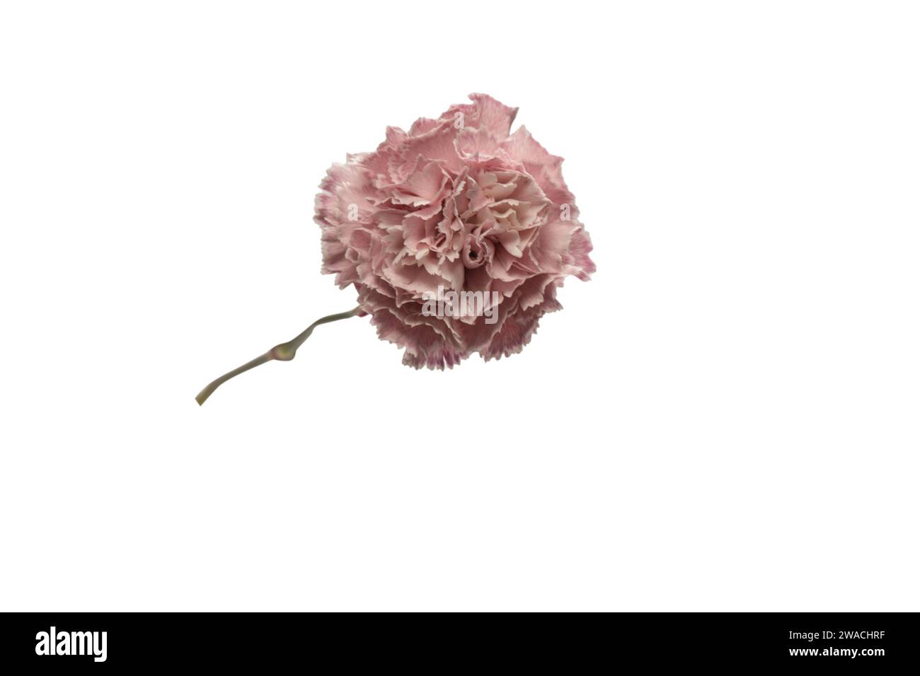 Pink flower of a light carnation hi-res stock photography and images ...
