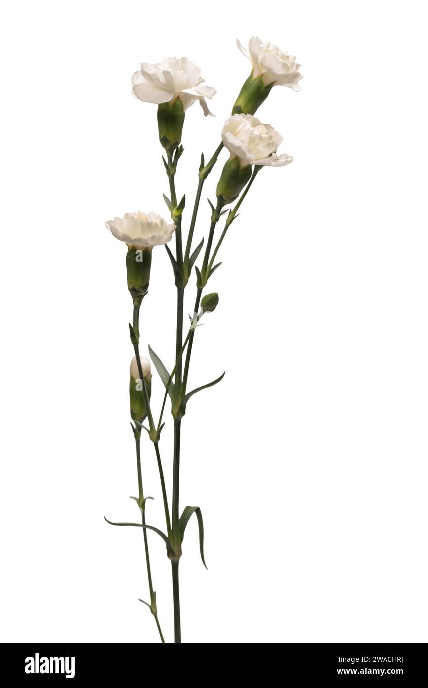 White beautiful carnation flower isolated on a white background Stock ...