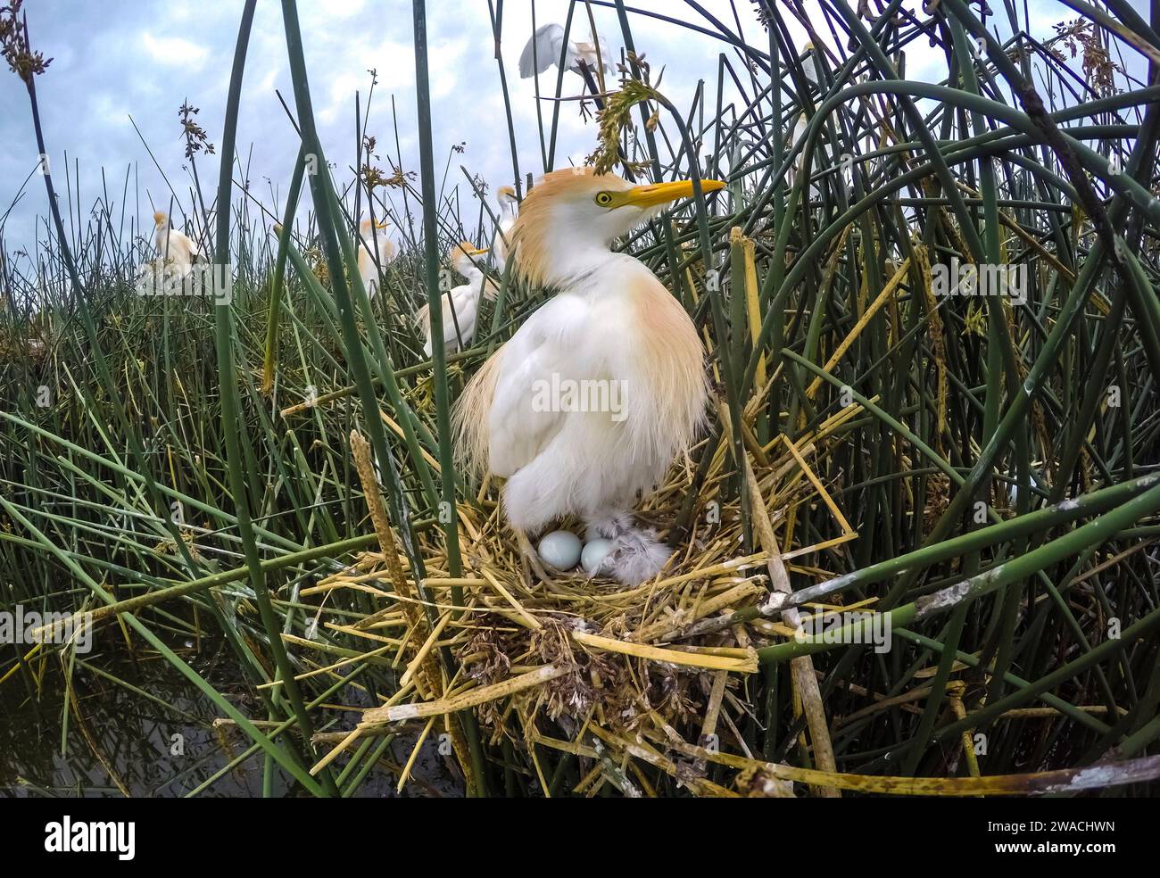 Cattle Egret, Bubulcus ibis, nesting, La Pampa Province, Patagonia ...