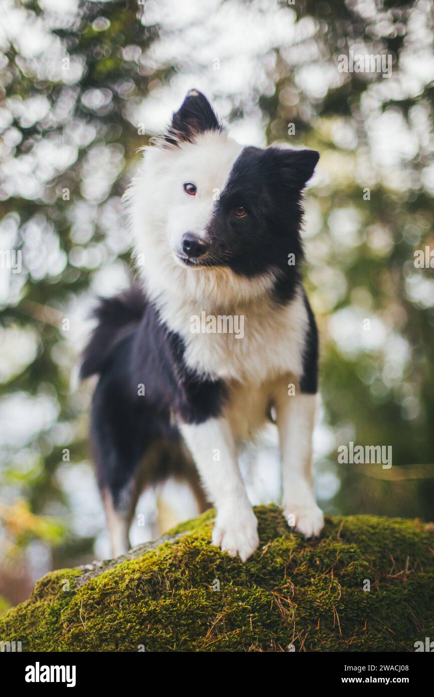 White spitz type dog hi-res stock photography and images - Alamy