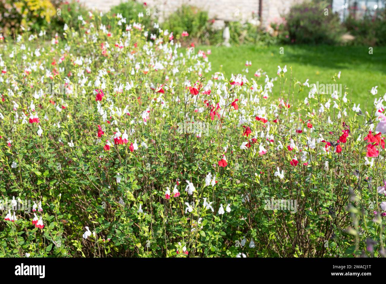 Salvia x jamensis ‘hot lips’ hi-res stock photography and images - Alamy