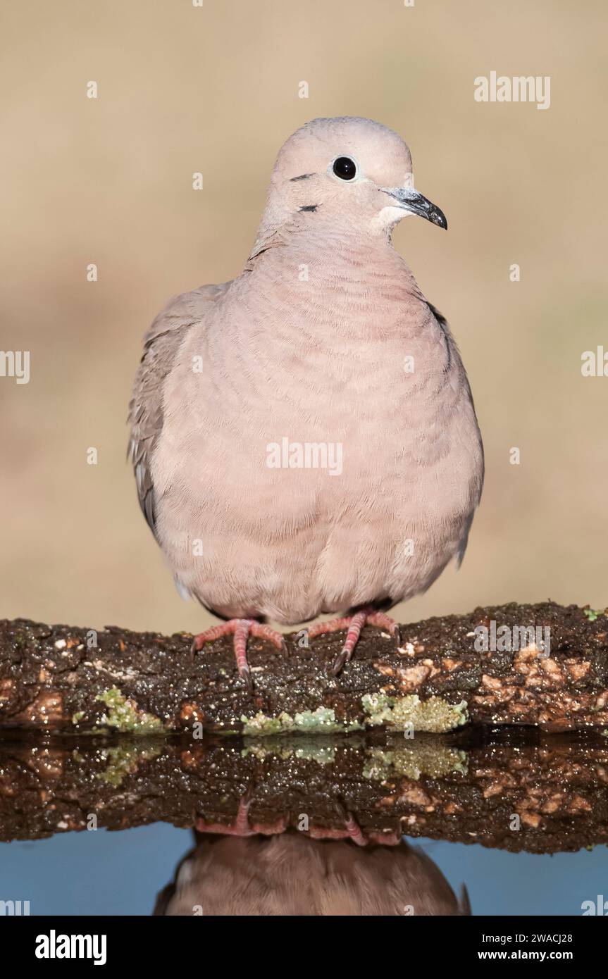 Picui Ground Dove, in Calden forest environment, La Pampa province ...