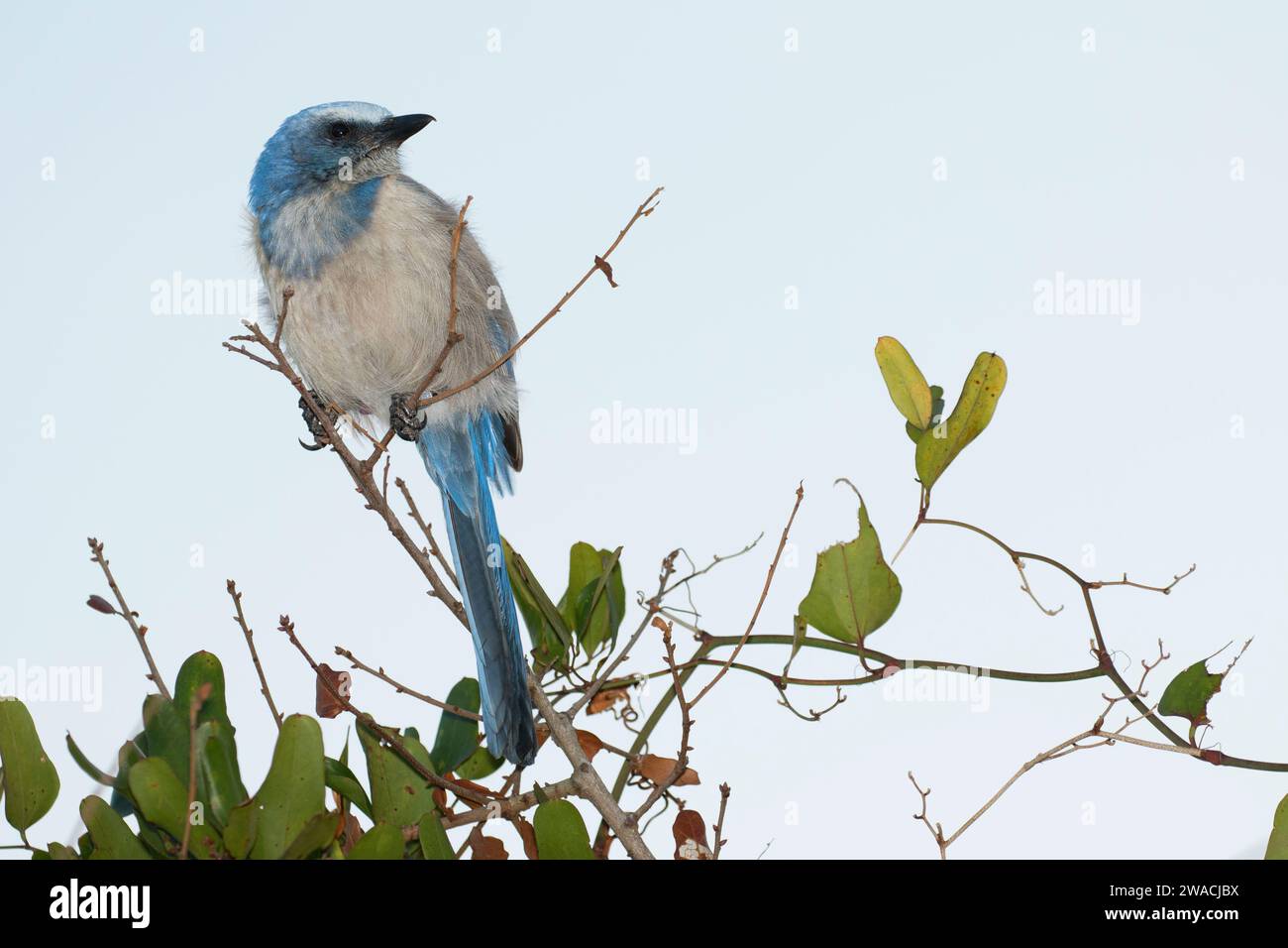 Florida scrub-jay (Aphelocoma coerulescens), Helen and Allan ...
