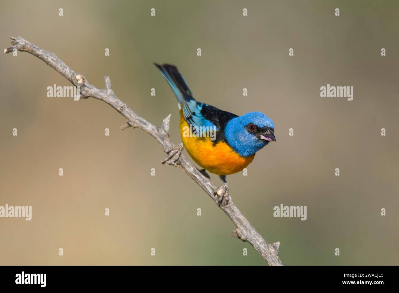 Blue and Yellow Tanager, Thraupis bonariensis, Calden Forest, La Pampa ...