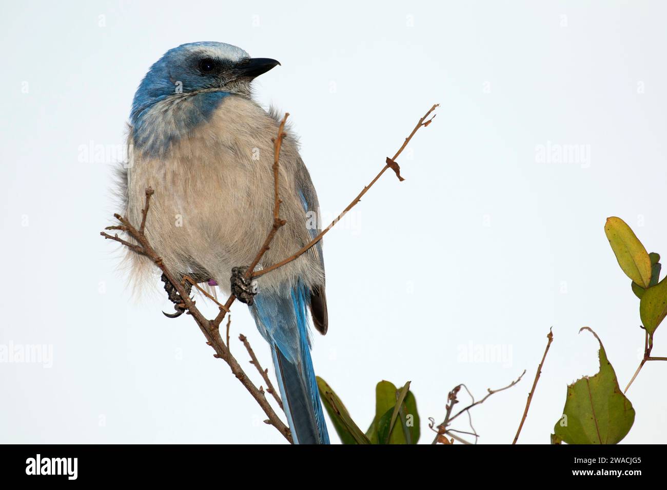 Florida scrub-jay (Aphelocoma coerulescens), Helen and Allan ...