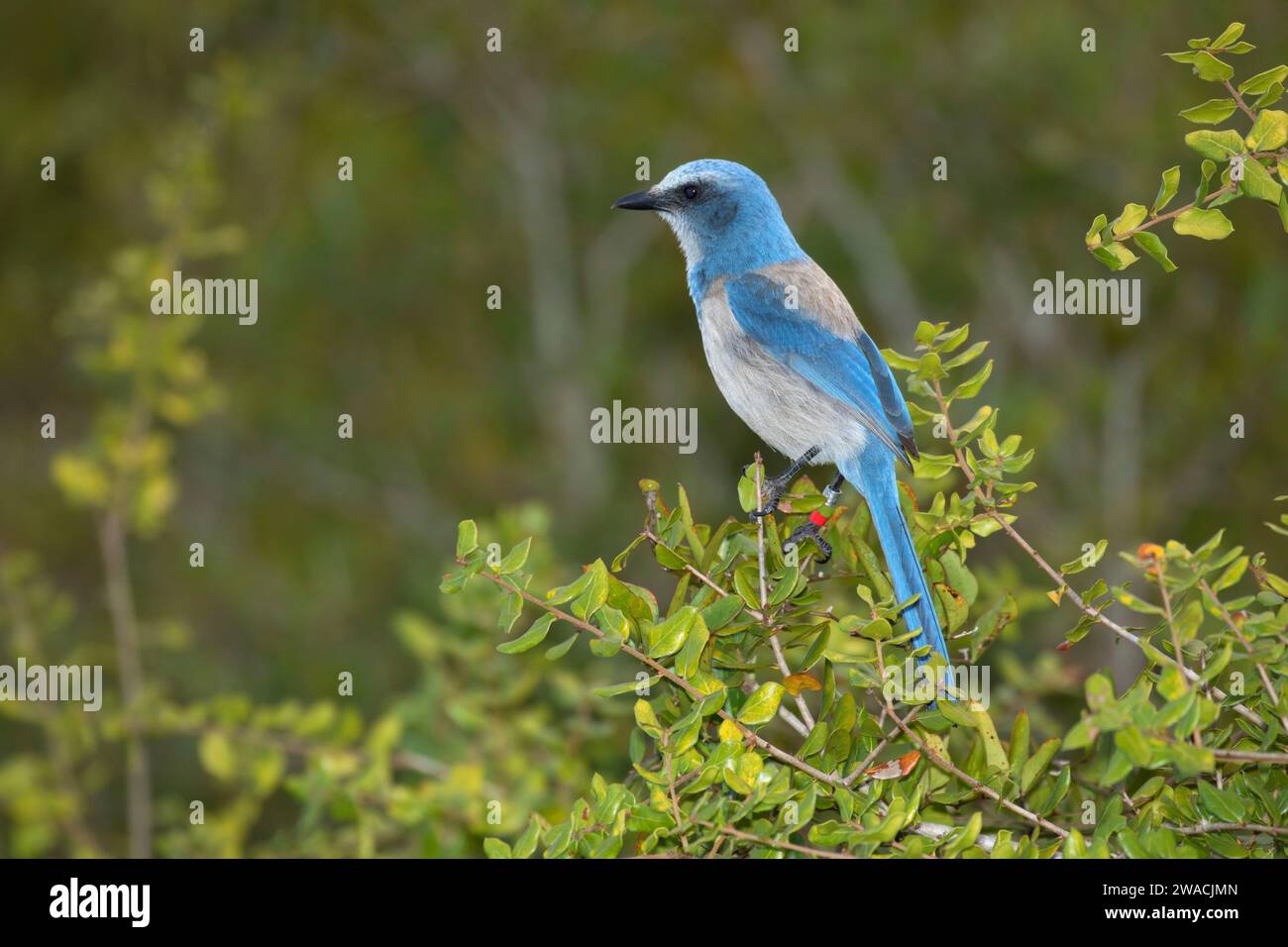 Florida scrub-jay (Aphelocoma coerulescens), Helen and Allan ...