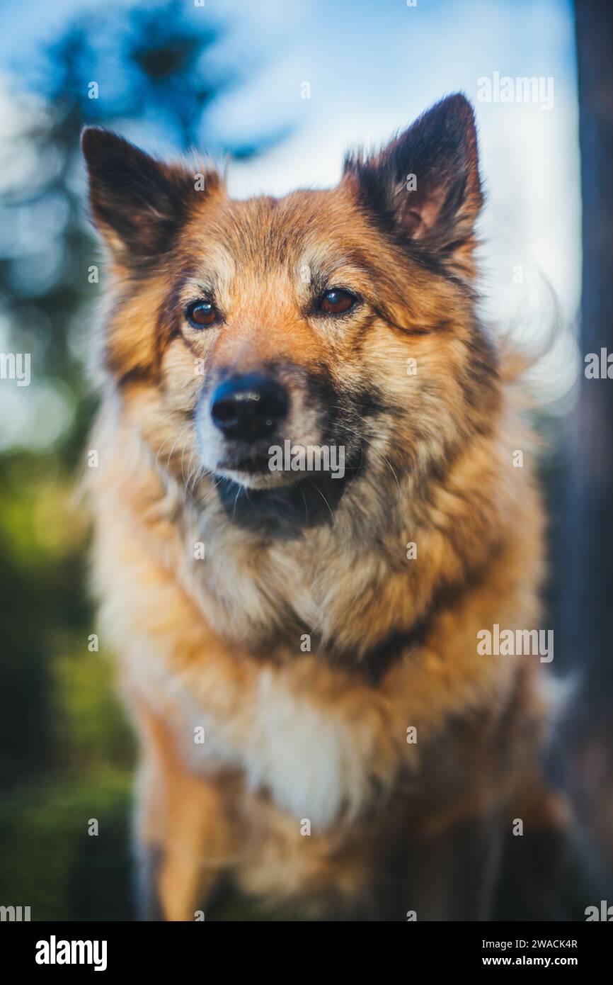 Icelandic dog breed hi-res stock photography and images - Alamy