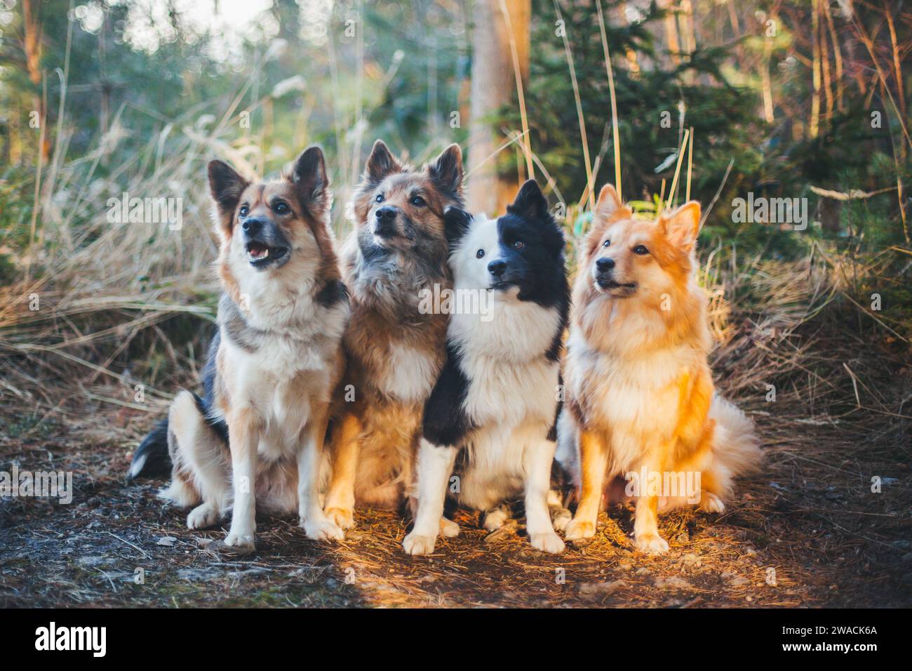 Icelandic dogs hi-res stock photography and images - Alamy