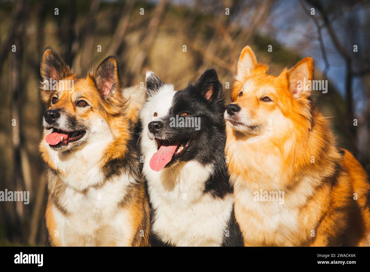 Icelandic dogs hi-res stock photography and images - Alamy