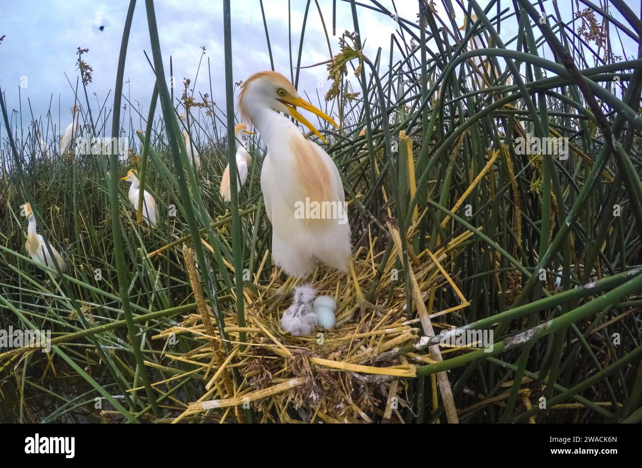 Cattle Egret, Bubulcus ibis, nesting, La Pampa Province, Patagonia ...