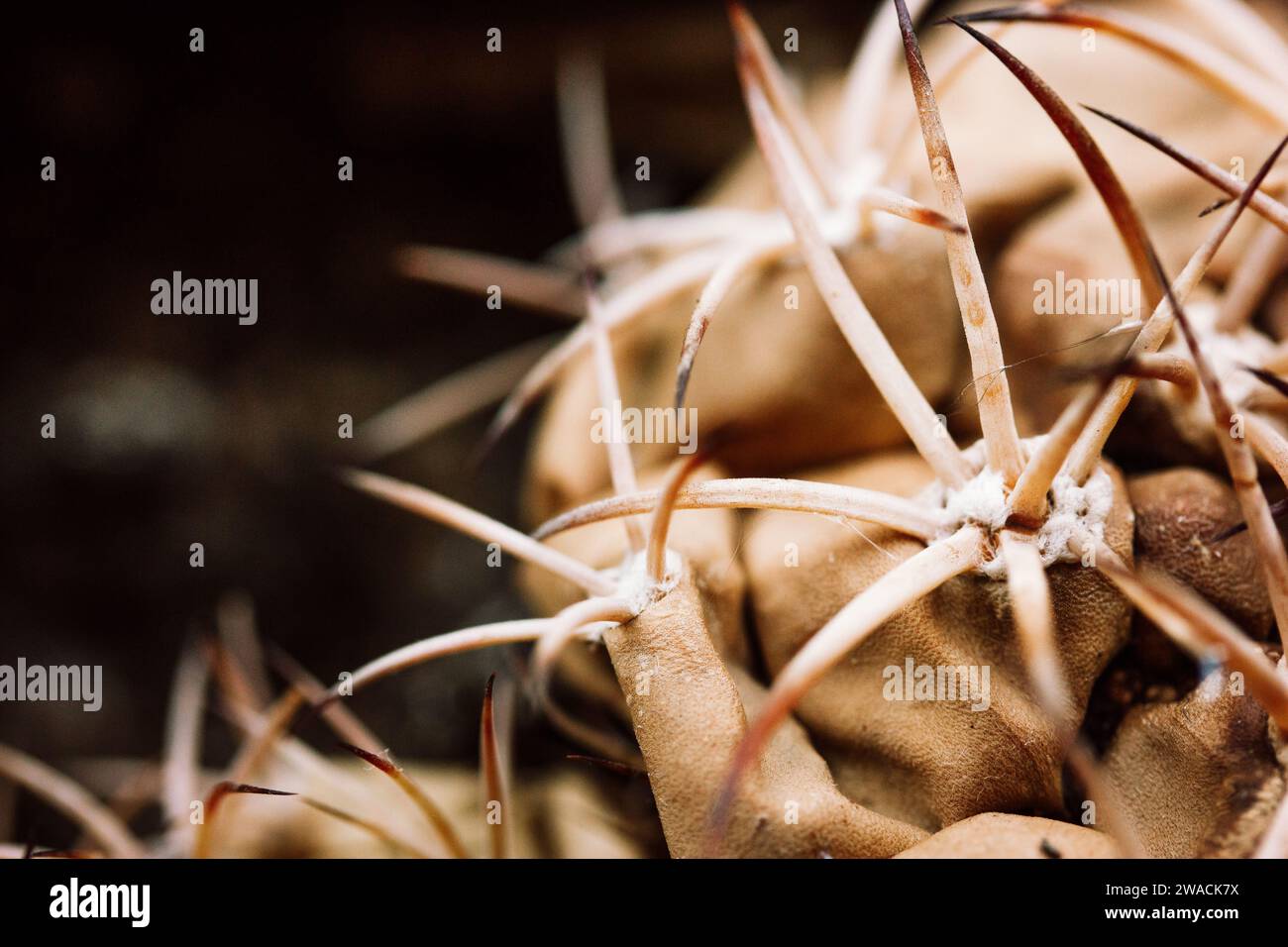 A withered brown cactus with long sharp prickles. A dangerous desert ...