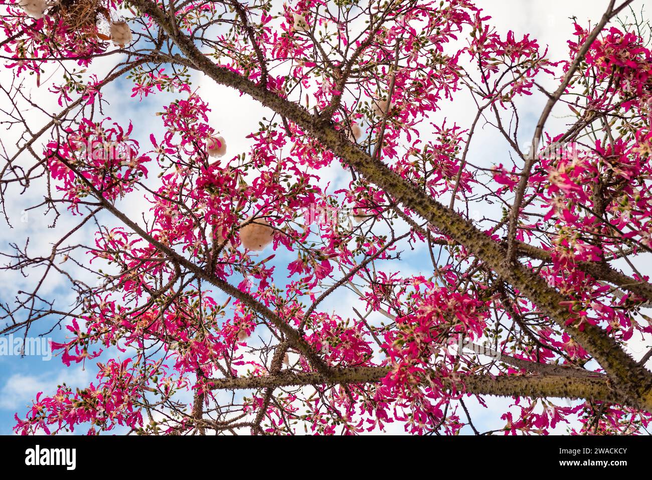 Pink flowers and thorny branches of floss silk tree on blue sky ...
