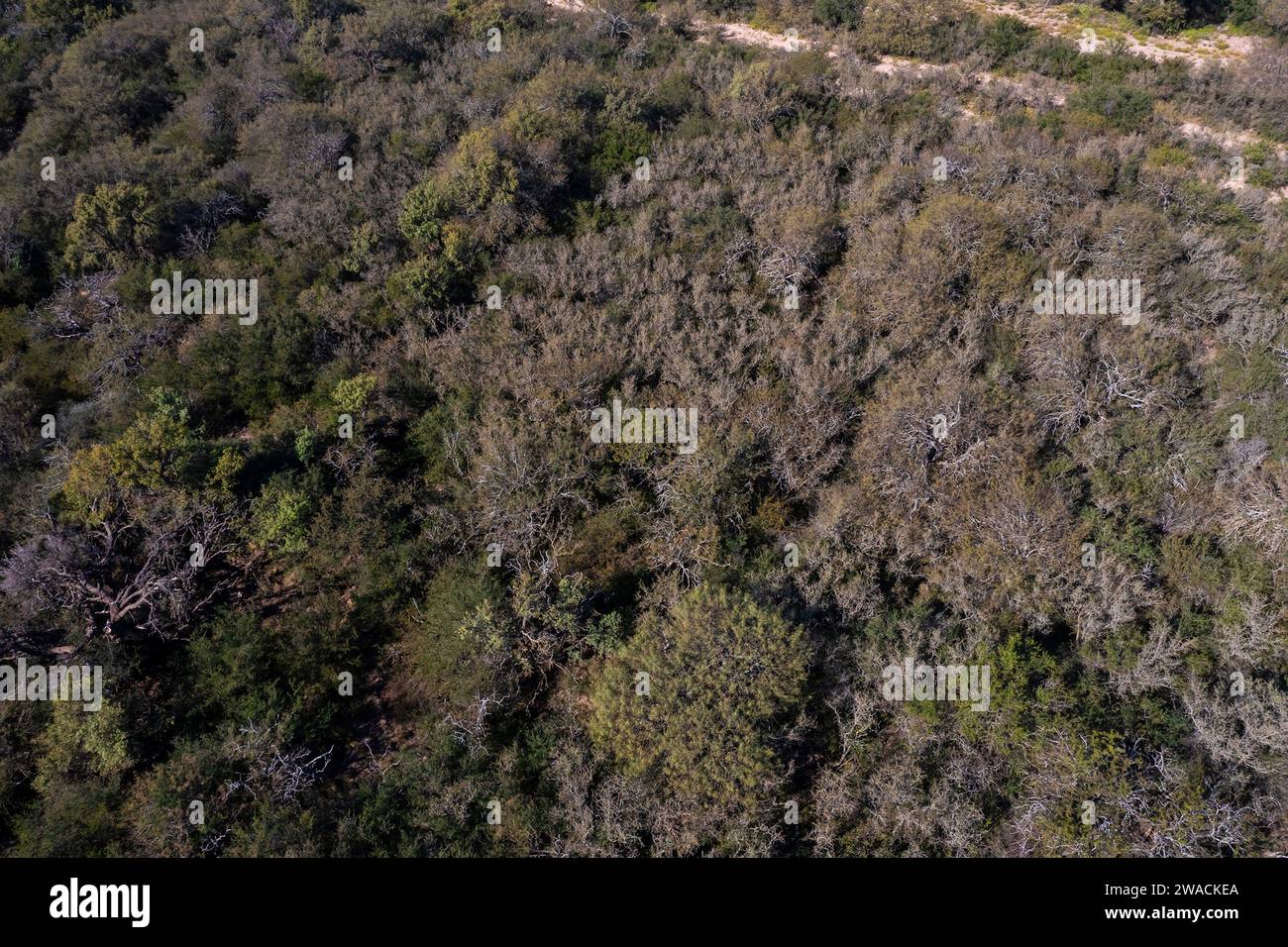 Pampas forest, Calden tree, Prosopis Caldenia, endemic species in La ...