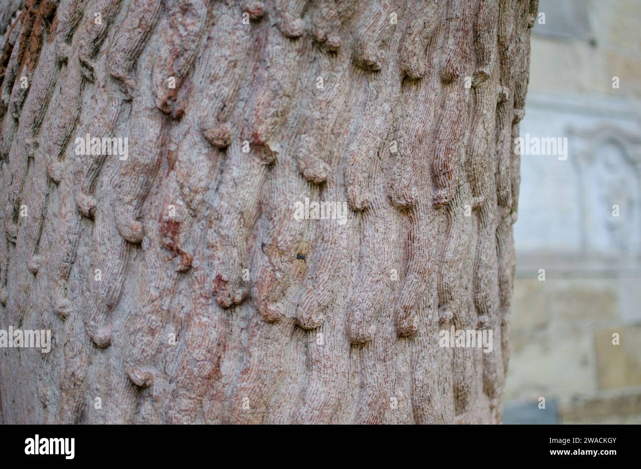 particular mane of a lion's head, art, sculpture, sculptural detail of ...