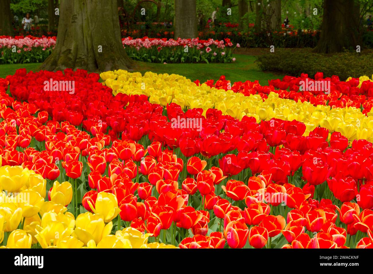daffodils in spring garden Stock Photo - Alamy