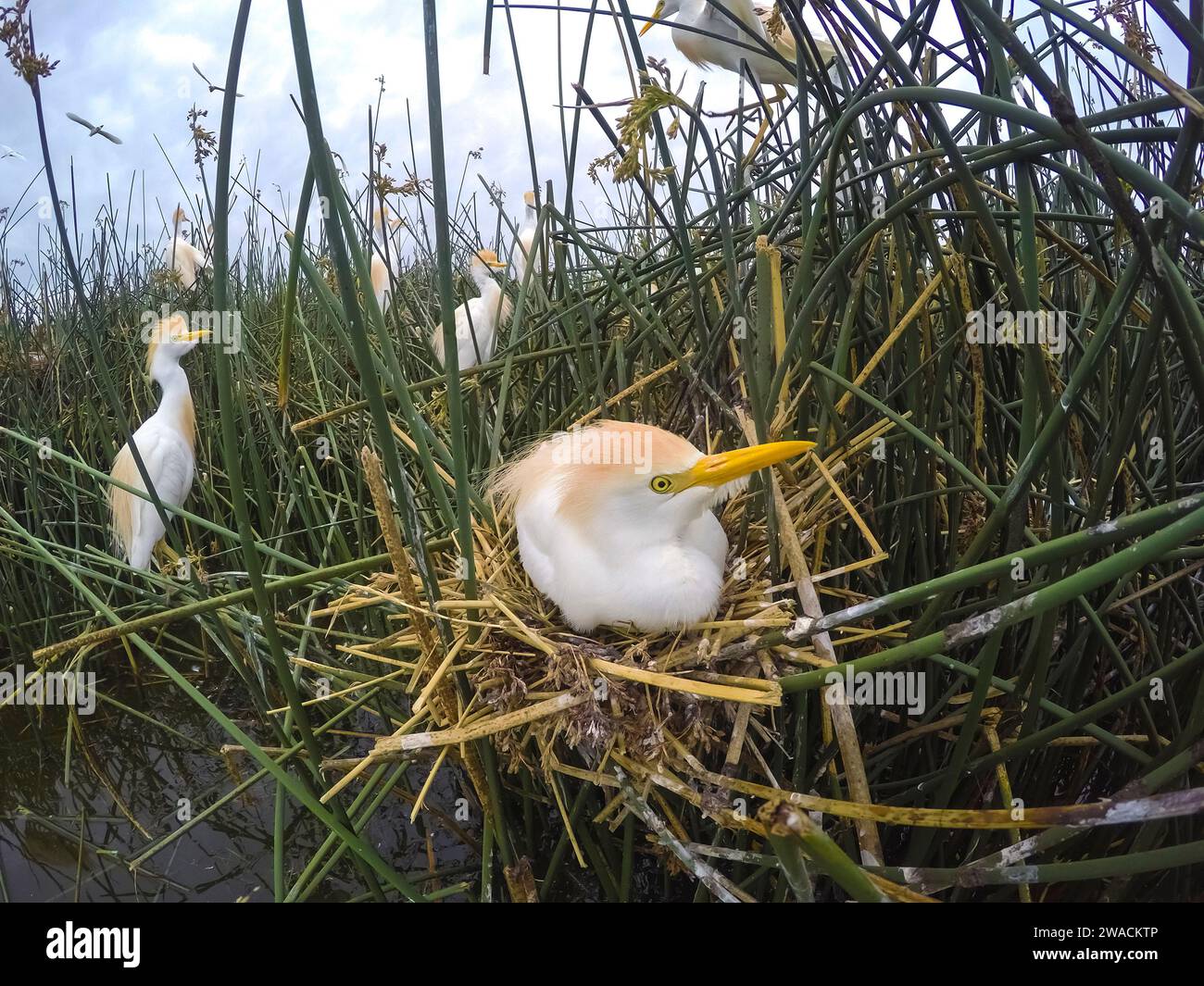 Cattle Egret, Bubulcus ibis, nesting, La Pampa Province, Patagonia ...