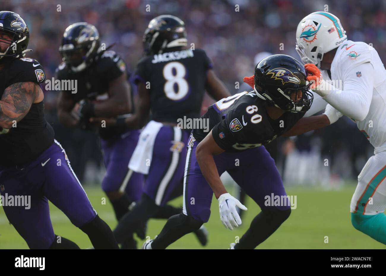Isaiah likely ravens hi-res stock photography and images - Alamy