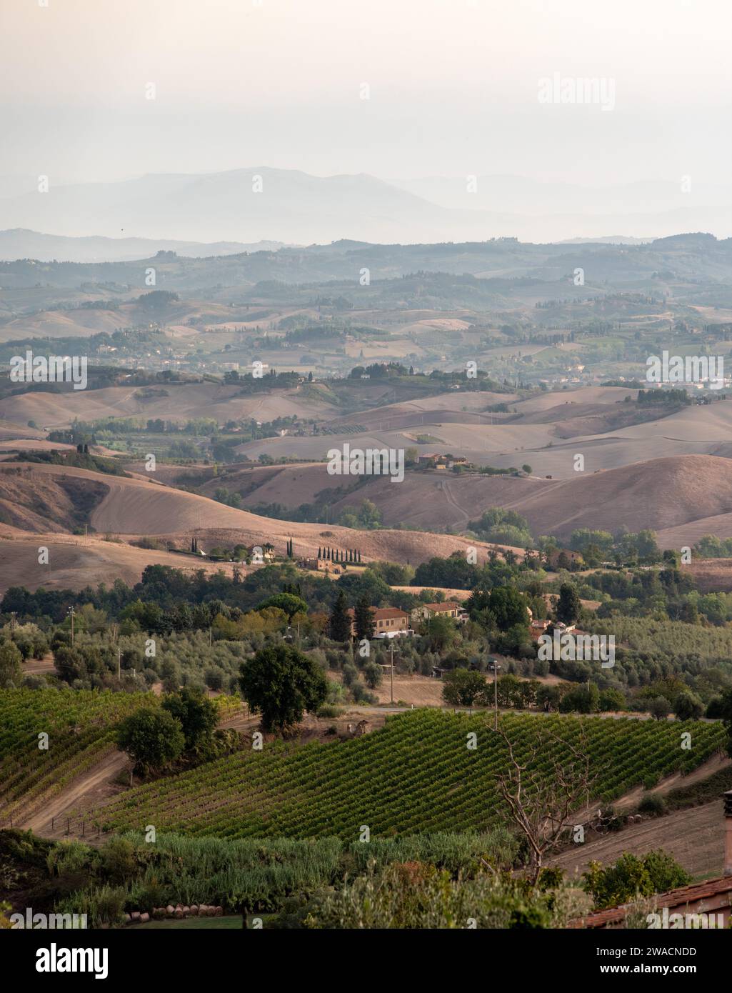 Typical Tuscan landscape with hills and cypresses in the very early ...