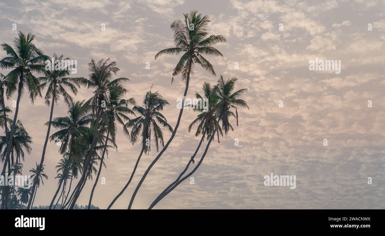 many coconut trees at gorgeous al haffa beach in salalah during sunrise ...