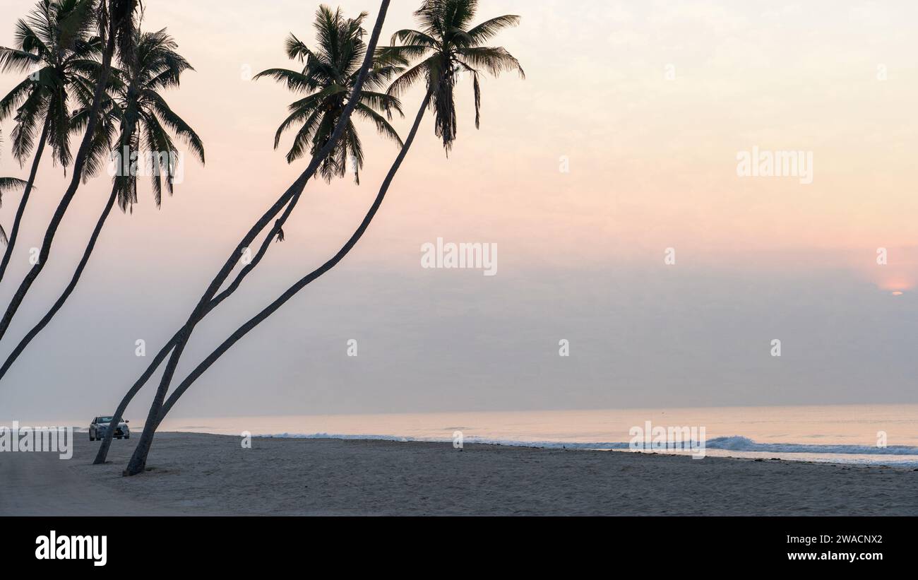 many coconut trees at gorgeous al haffa beach in salalah during sunrise ...