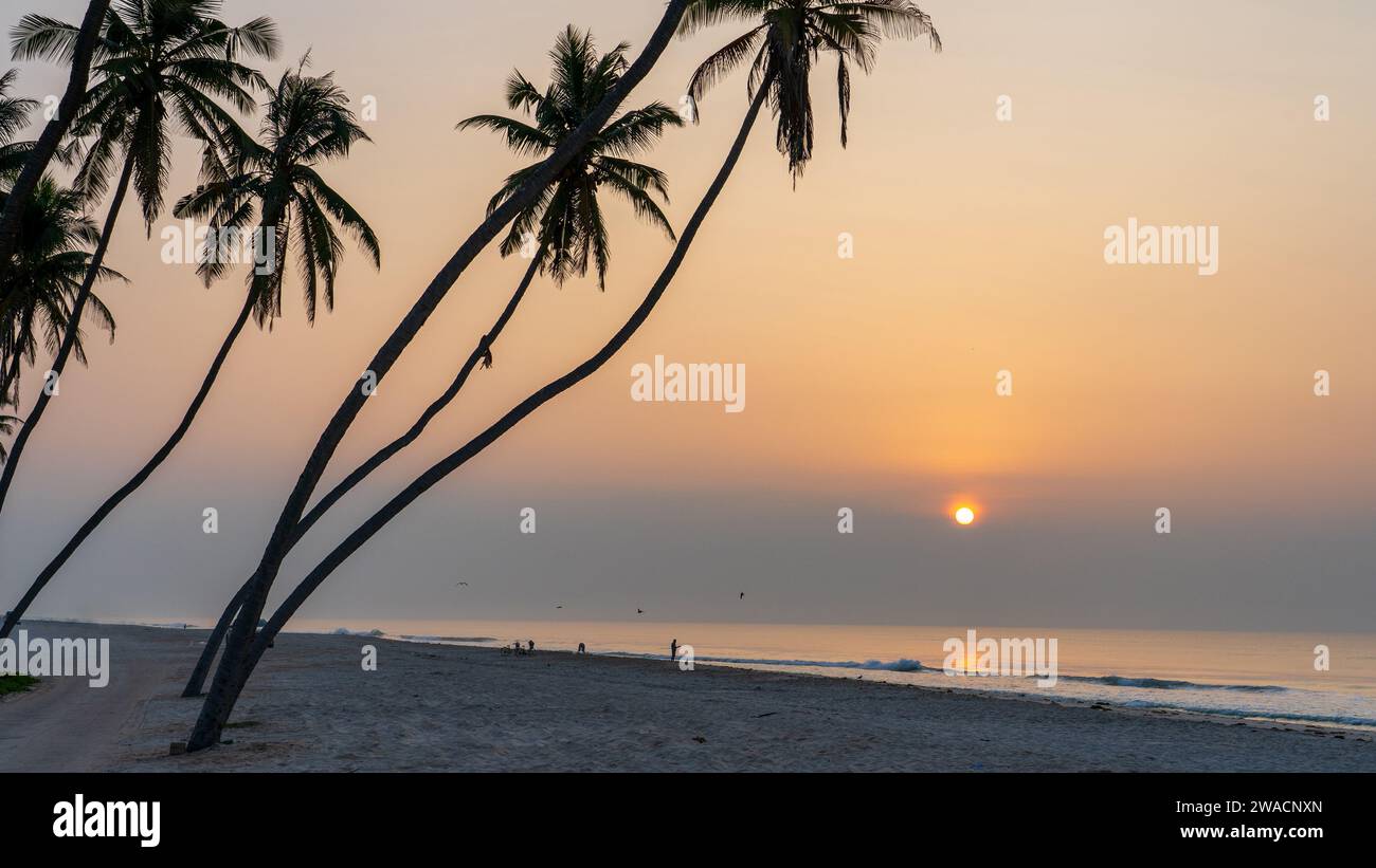 many coconut trees at gorgeous al haffa beach in salalah during sunrise ...