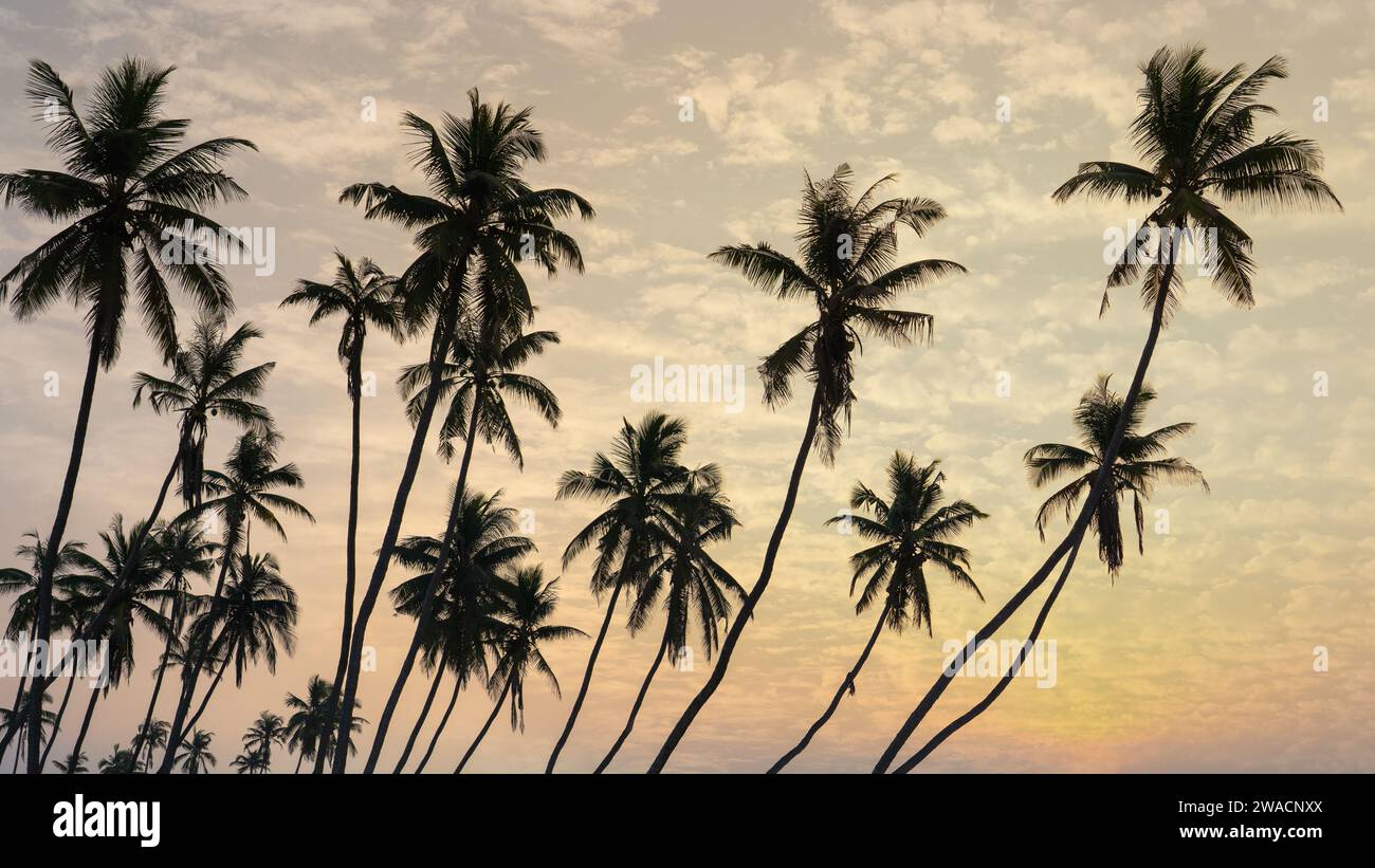 many coconut trees at gorgeous al haffa beach in salalah during sunrise ...