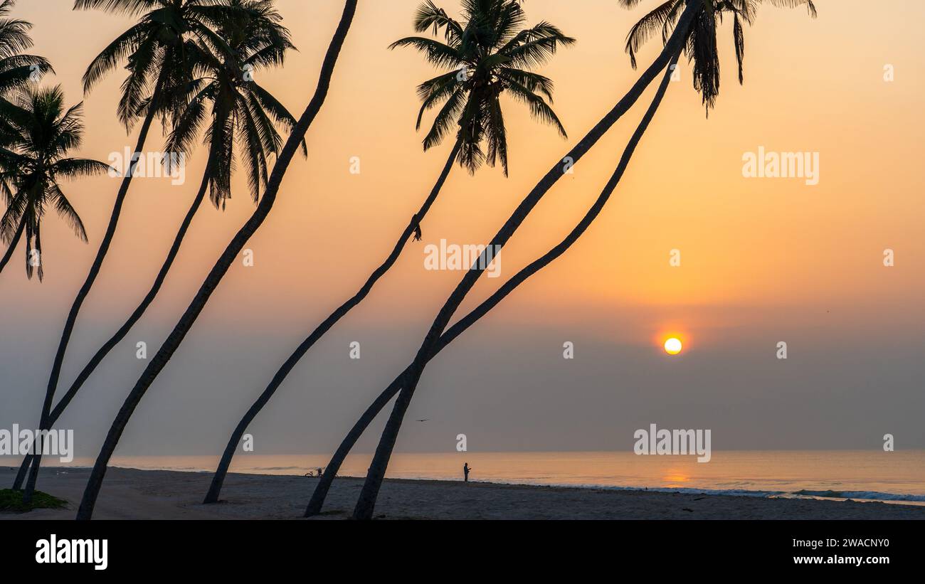 many coconut trees at gorgeous al haffa beach in salalah during sunrise ...