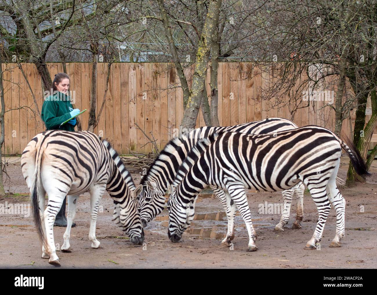 London, UK. 3rd Jan, 2024. Zebras seen during the Annual Stocktake at ...
