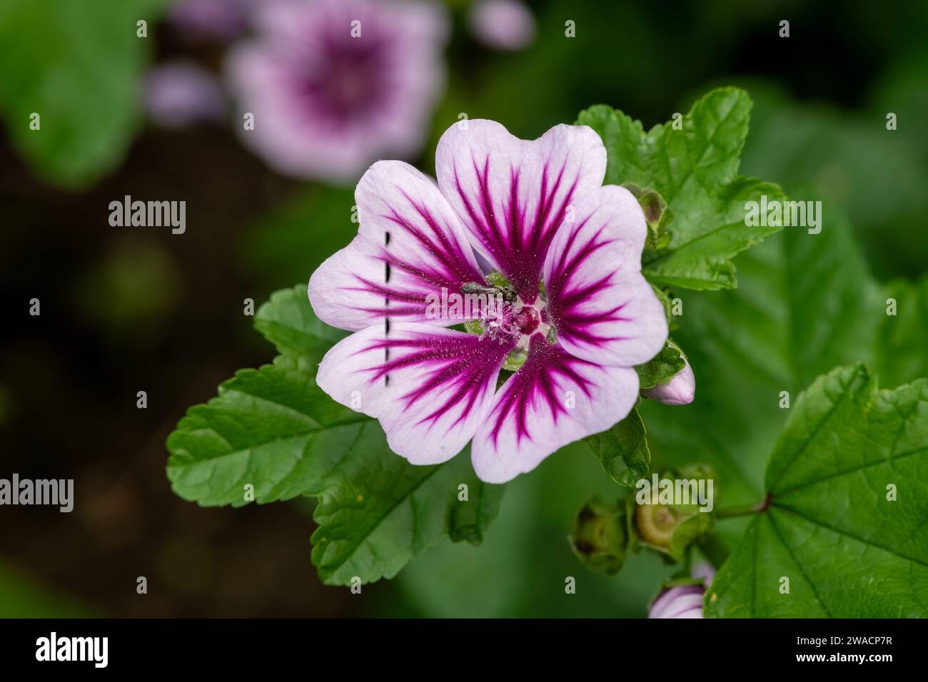 Malva sylvestris ‘zebrina’ hi-res stock photography and images - Alamy