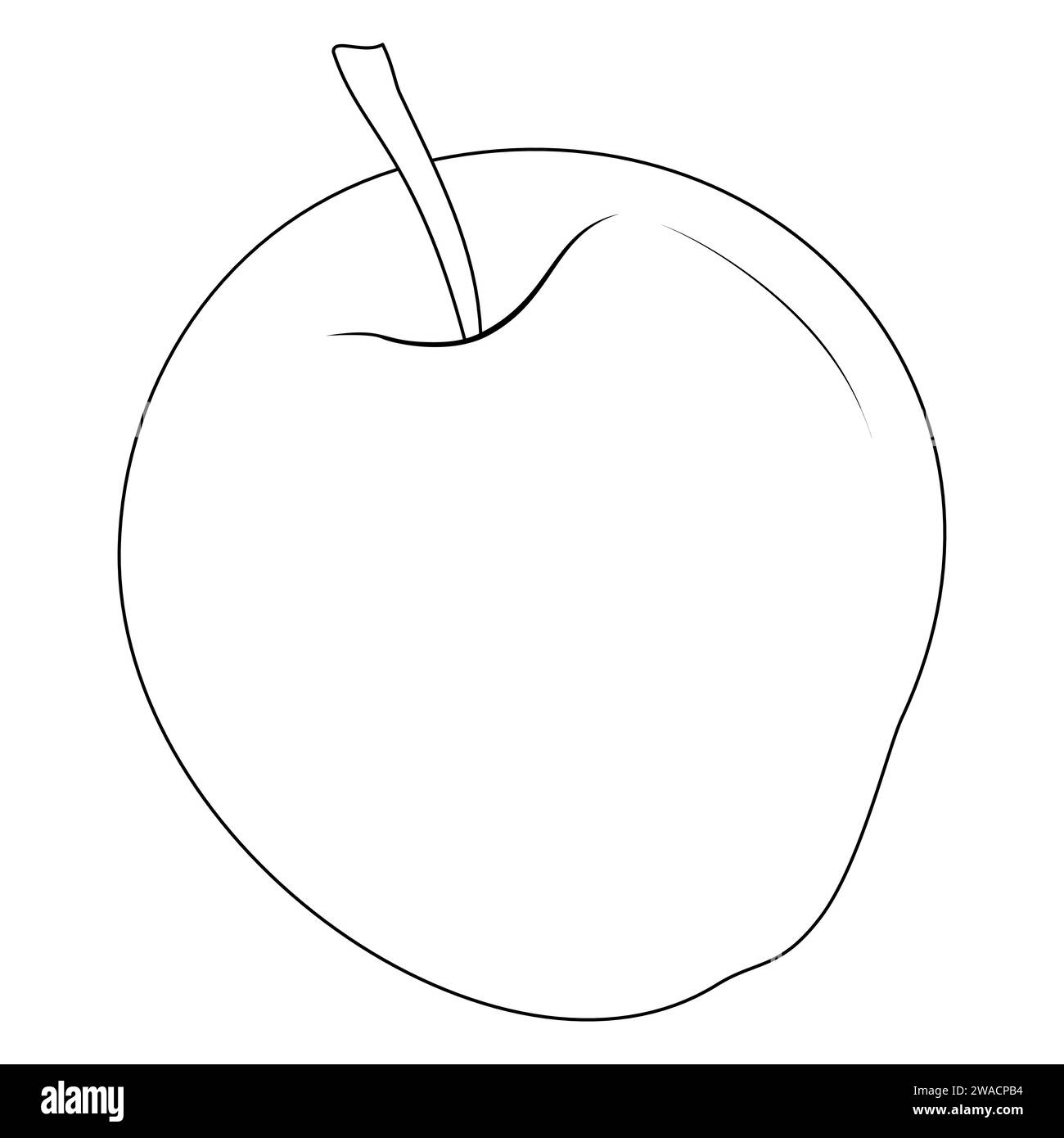 Apples line drawn on a white background. Vector sketch of the fruit ...