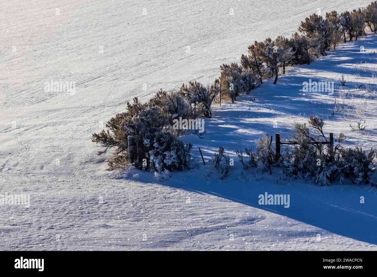 Sagebrush along fenceline in foothills of the Black Pine Mountains ...