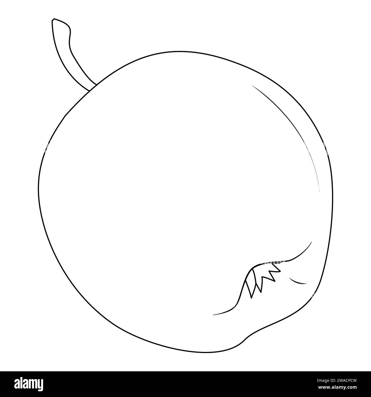 Apples line drawn on a white background. Vector sketch of the fruit ...