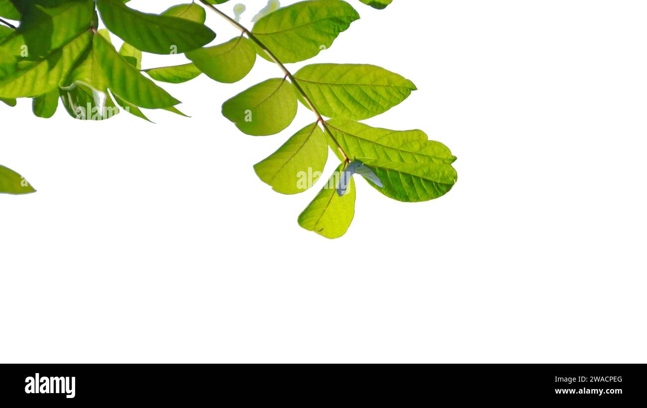 Tree top leaves Tropical Jungle Leaf isolated with clipping paths on ...