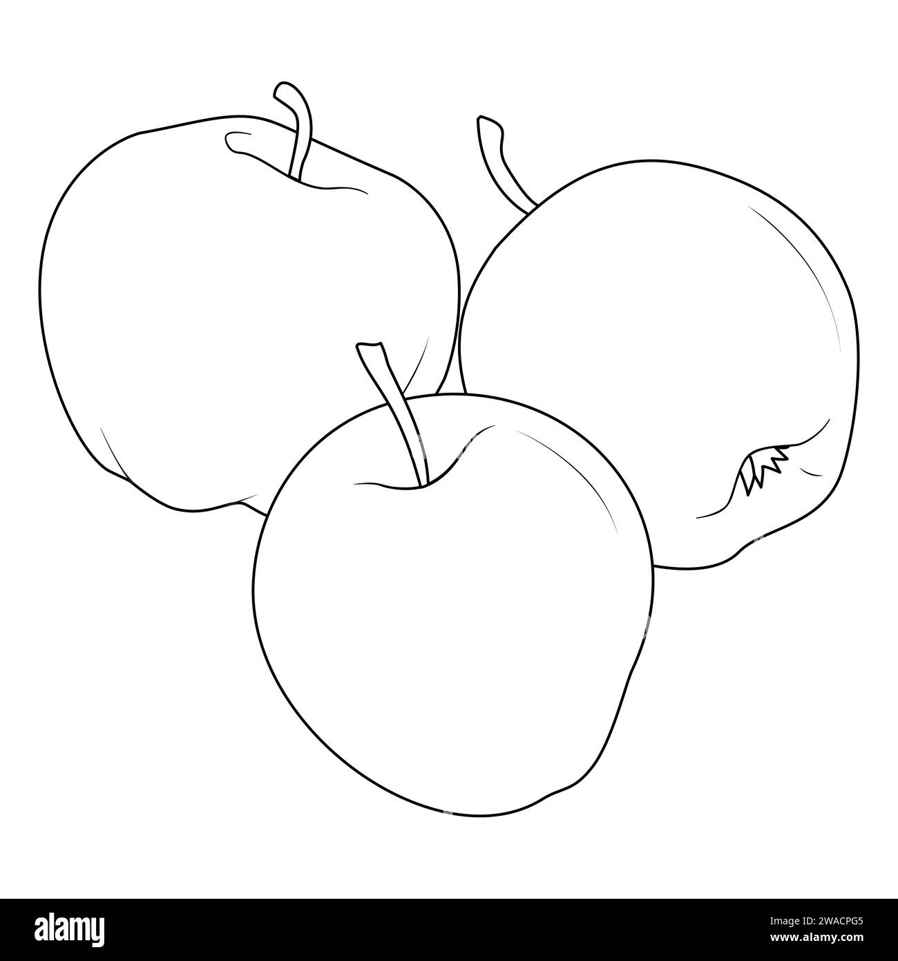 Apples line drawn on a white background. Vector sketch of the fruit ...