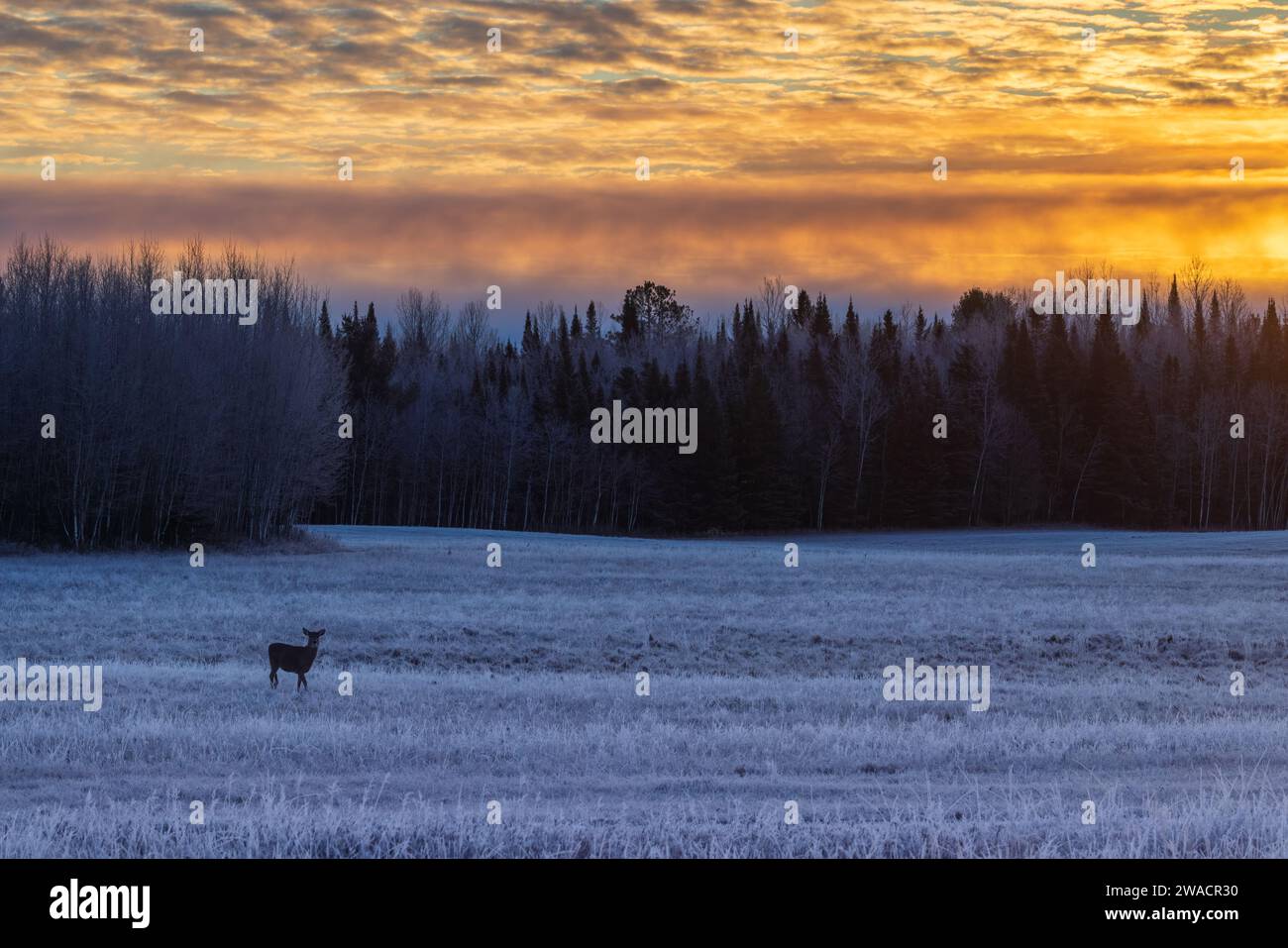 White-tailed doe walking in a frosty hayfield as the sun rises in ...