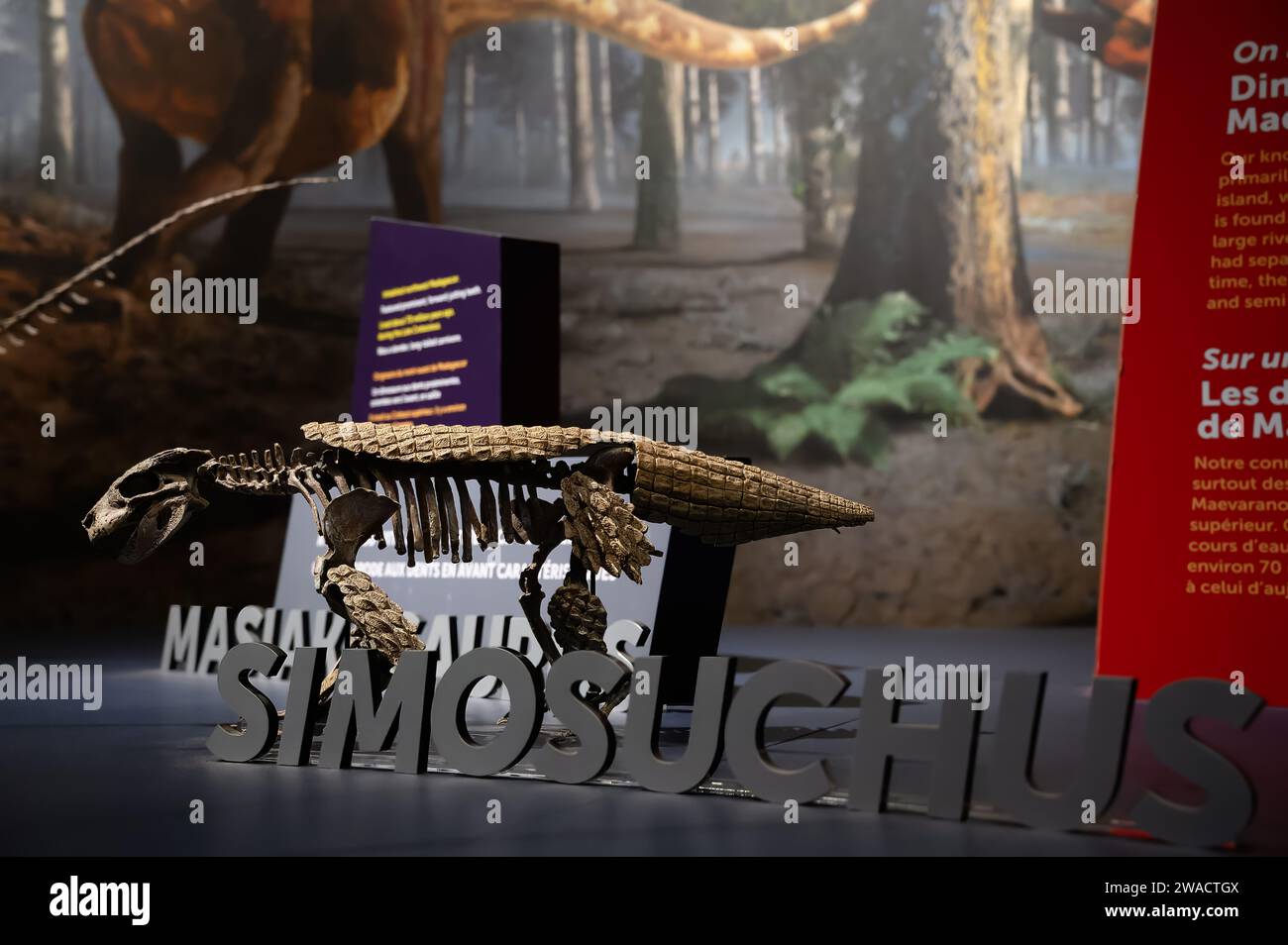 Miami, Florida, USA - 3.2023 - Dinosaur exhibit at the Phillip and ...