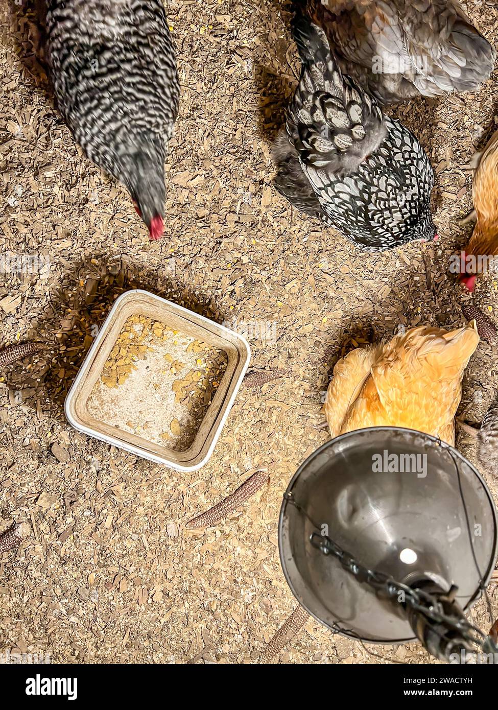 Overhead view of a chicken feeder in a free range coop with birds ...